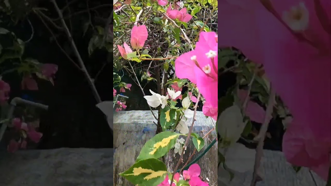 Beautiful multiple colour bougen villea | Thima veriety #bougenville #youtube #shortsvideo #ytshorts
