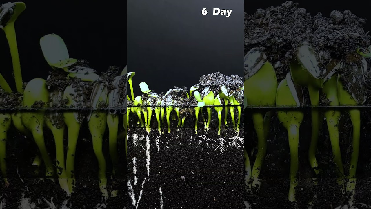 Growing Sunflower Plant from Seeds - Soil cross section #greentimelapse #gtl #timelapse