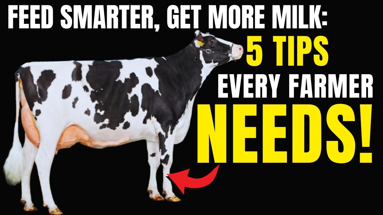 Boost Milk Production: 5 Dairy Cow Feeding Efficiency Tips