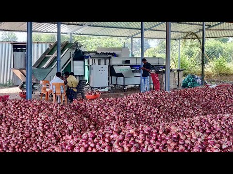 Onion Grading Machine - Agrograde Onion Grading Sorting Machine ...