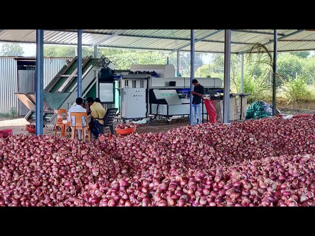 Onion Grading Machine - Agrograde Onion Grading Sorting Machine ...