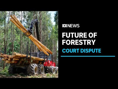 What you need to know about the court case environmentalists hope will end native logging | ABC News