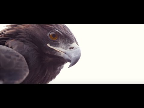 Save the Golden Eagle and Protect its Habitat! - GlobalGiving