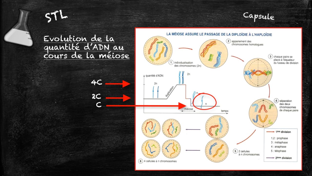 Evolution quantité d'ADN pendant méiose - BB