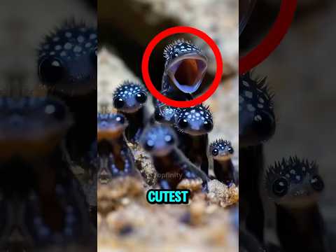 These are the Top 5 Cutest Animals that Could Actually KILL You! π±#animals