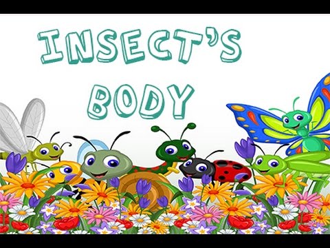 Dr. Jean - Insect's Body - Sing and Learn about Bugs with Dr. Jean