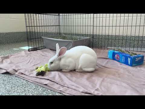 MSPCA-Angell and Northeast Animal Shelter Holding Fee-Waived Adoptathon for Guinea Pigs and Rabbits!