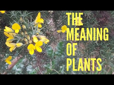Gorse - The Meaning of Plants