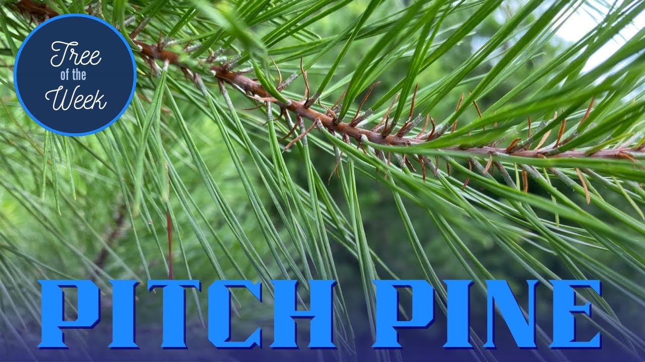 Tree of the Week: Pitch Pine