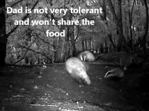 BADGERS - First sighting of this year's Badger Cubs