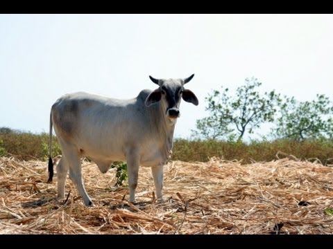 Etiketa - hinduismus