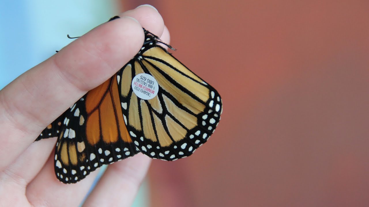 How to tag a monarch butterfly