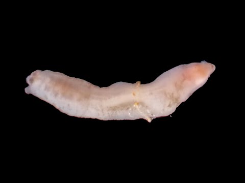 Amphiporus bioculatus - 55846