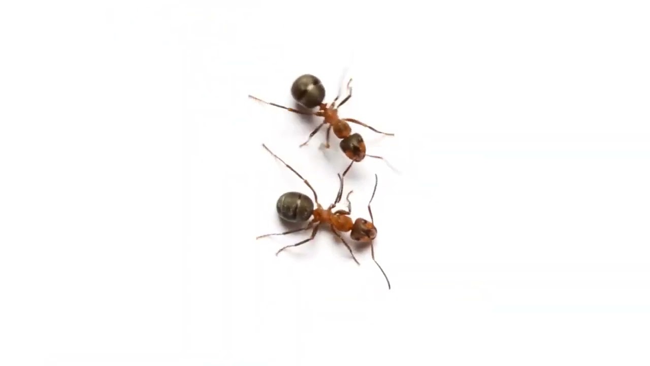 ANT ON THE WHITE BACKGROUND