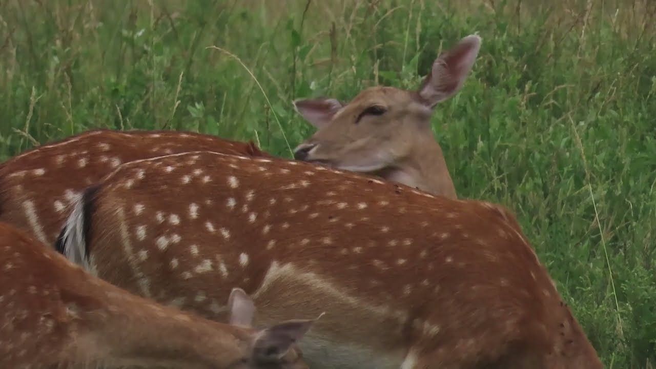 European fallow deer (Dama dama) with fawns.