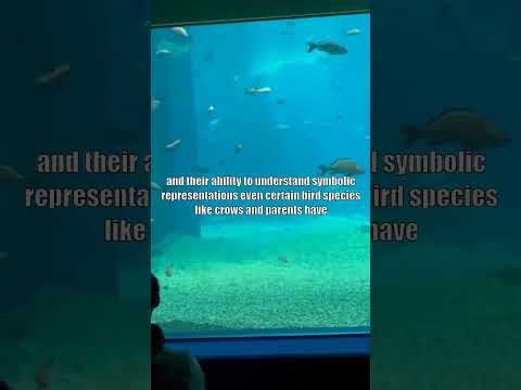Curious Non-Human Intelligence: Exploring Fascinating Cognitive Abilities #facts #shorts #facts