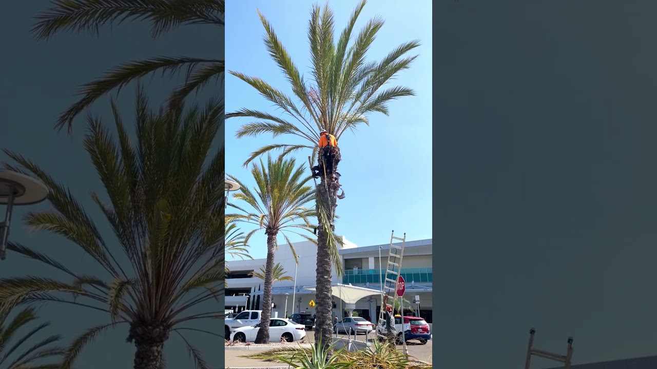 CM Precision Tree and Landscape Maintenance Inc. Trimming trees at San Diego airport