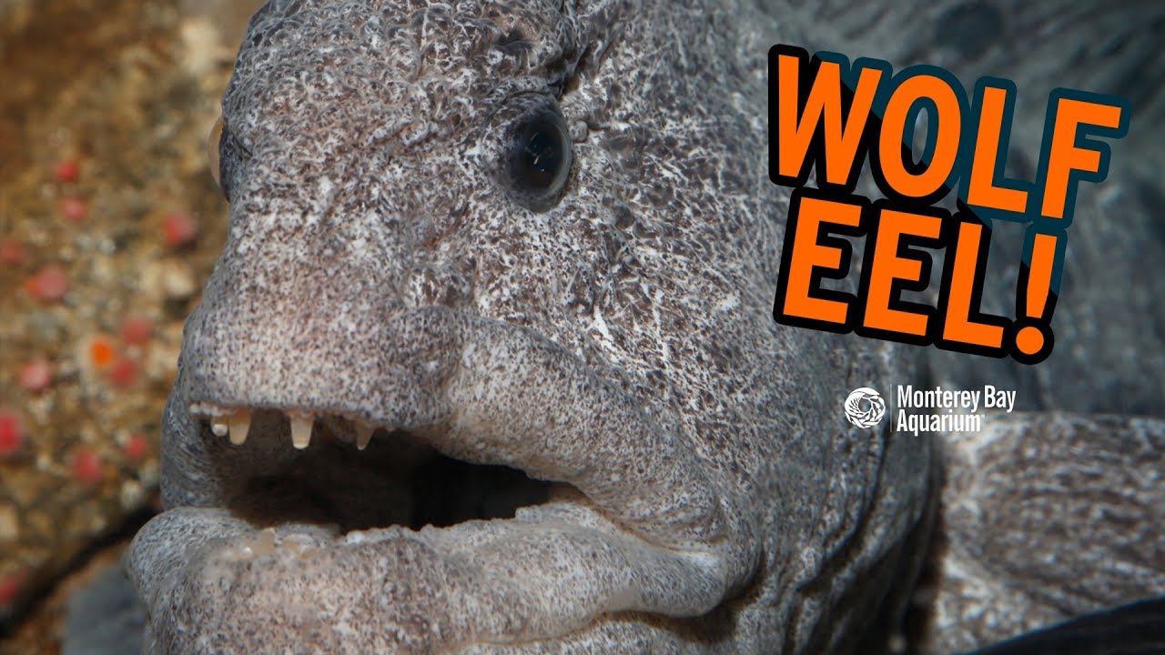 Wolf-eel | Animals | Monterey Bay Aquarium