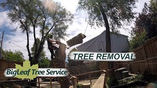 3 Best Tree Services in Markham, ON - Expert Recommendations