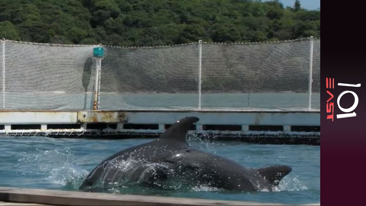 Top 11 Best Documentaries about Dolphins - Documentarytube.com