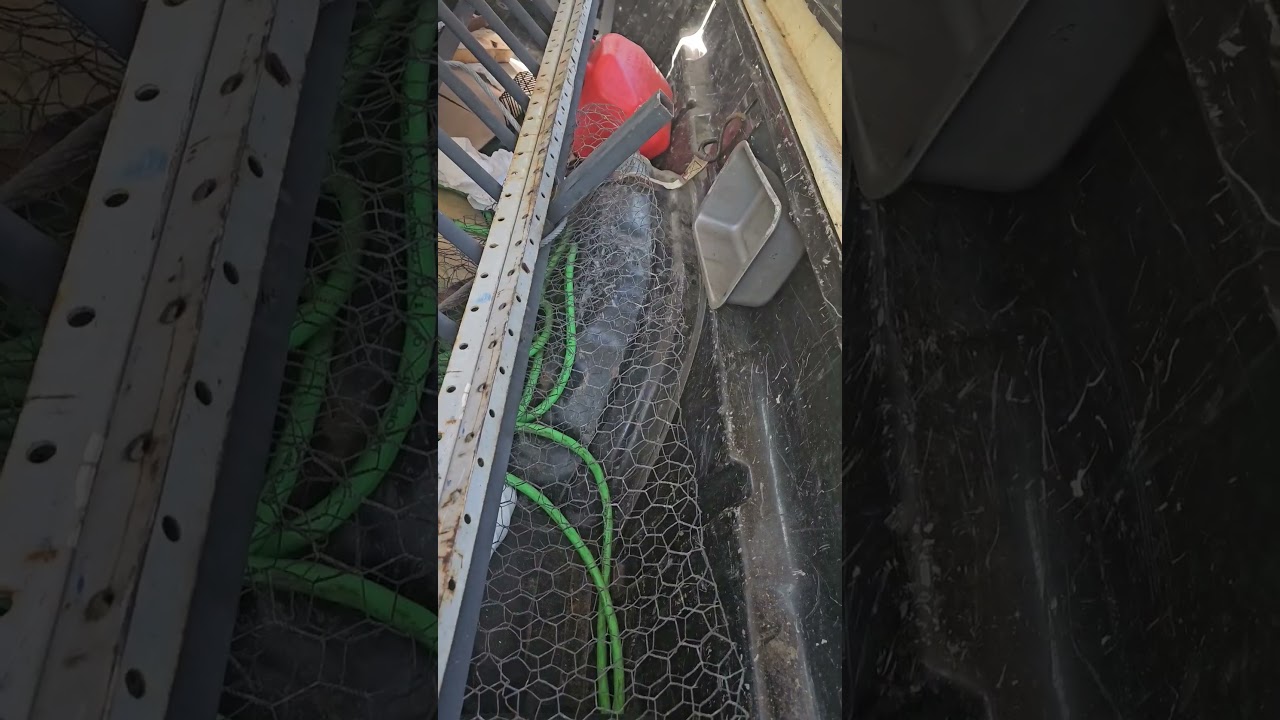 I went to the scrap yard and this is what I found#free #dyi #junkyardfinds #welding