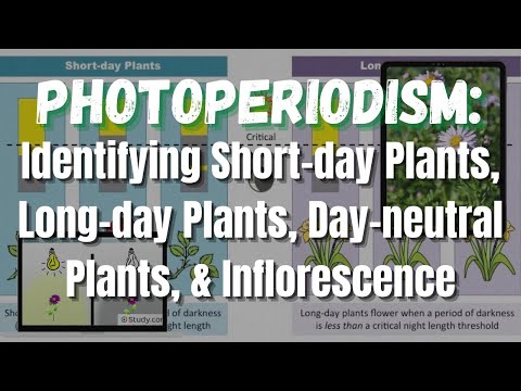 Photoperiodism: Identifying Short-day Plants, Long-day Plants, Day-neutral Plants, & Inflorescence