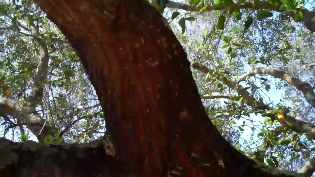 (133) Declining  Live Oak What's Wrong??