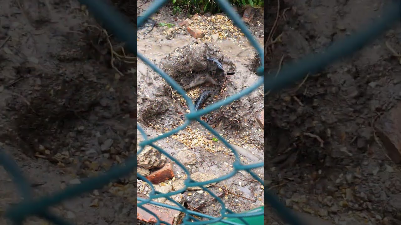 Claygate tennis club drainage issues ctd - 24.03.12