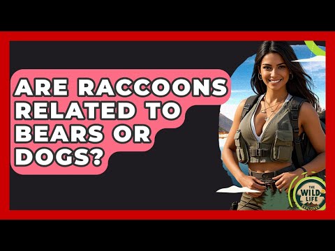 Are Raccoons Related To Bears Or Dogs? - The Wild Life Explorer