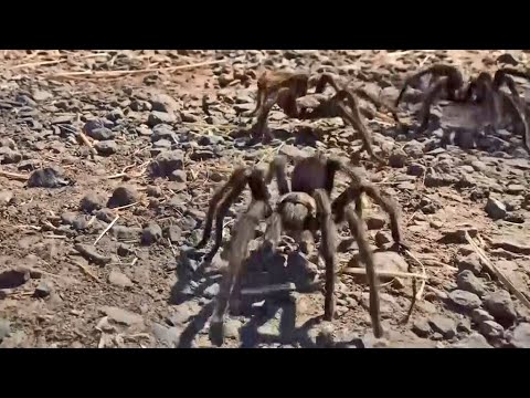 Tarantula Mating Season Brings Creepy-Crawly Romance to Bay Area Trails