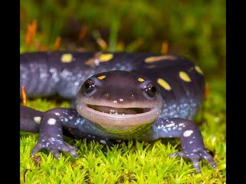 Podcast: Mongabay Explores the Great Salamander Pandemic, Part 3: On the Hunt