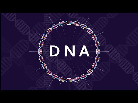 What is DNA and How Does it Work? - Basics of DNA