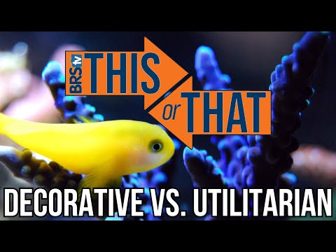 Decorative vs Utilitarian Fish: What's the Difference?