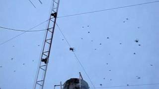 Everything You Need To Know About The Phenomenon Of Spiders Falling ...