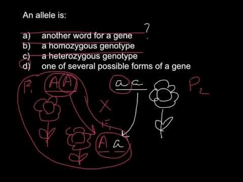 Definition of the allele