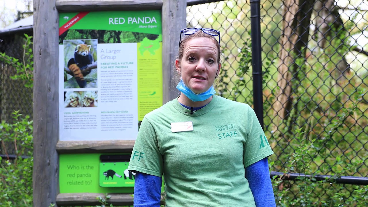 Red Pandas: Animal Spotlight with Keeper Jamie