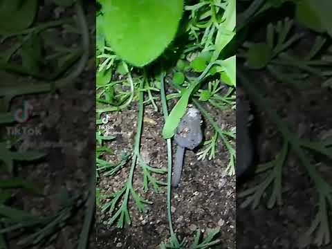 Inky Cap Mushrooms in the garden #2