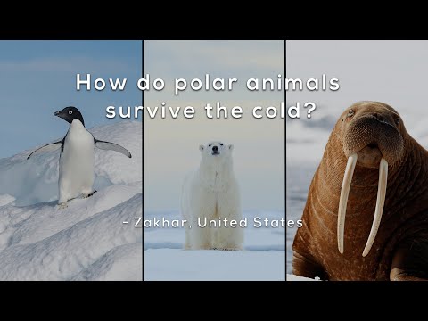 How do polar animals survive the cold?