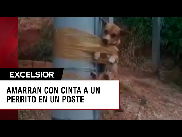 Escobedo está de luto: Muere ‘Randy’, el perrito que fue acuchillado en ...