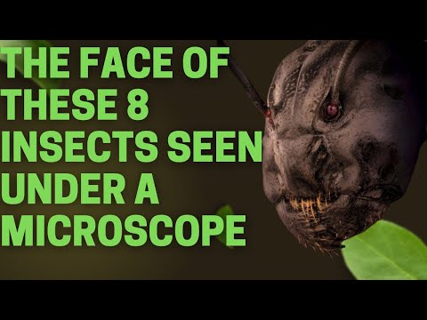 THE FACE OF THESE 8 INSECTS SEEN UNDER A MICROSCOPE CURIOSITY CURIOUS HEAD