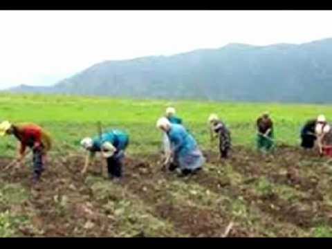Armenian Folk Songs - Kali yerk