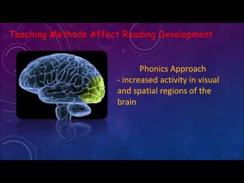 Phonics vs Whole Word: a Cognitive Neuroscience Perspective