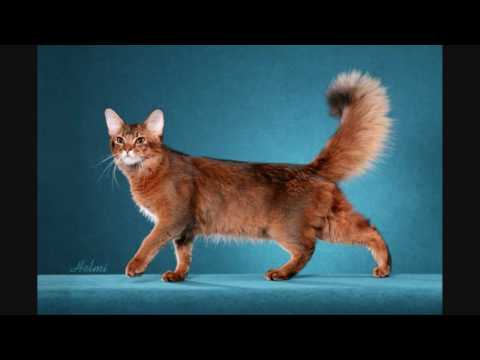 The photographing of a fine Somali show cat "Chase"