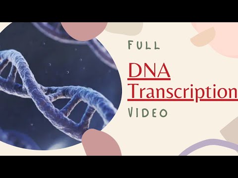 DNA Transcription full process with easy steps