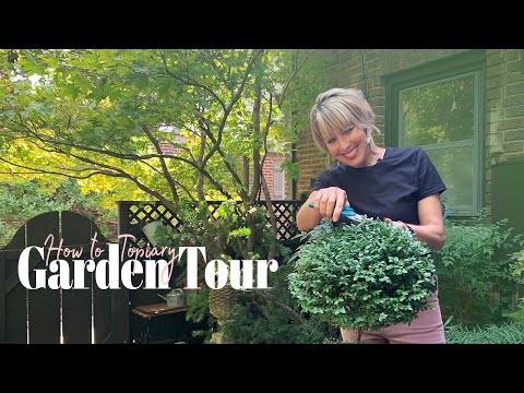 How to Create a Multi Ball Topiary