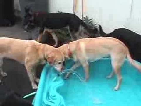 Affectionate Pet Care - Dogs playing in the pool outside