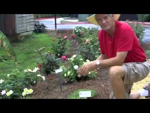 Dr A on Treadwell Plants
