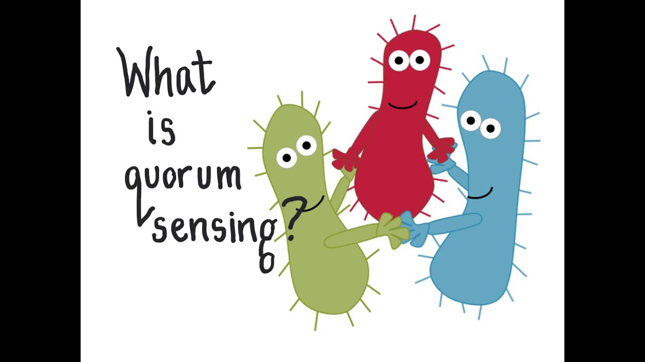 CHM4930 Introduction to Quorum Sensing