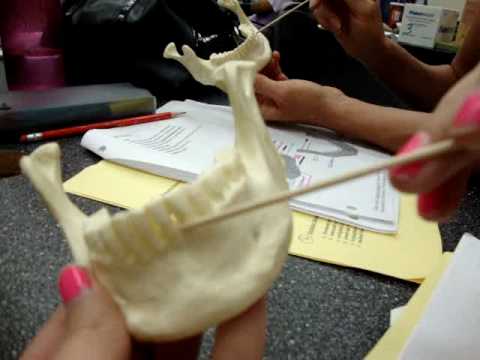Mandible FINAL