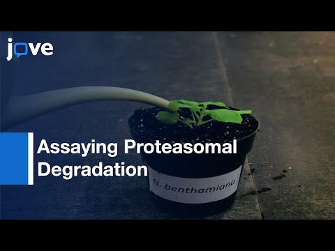 Assaying Proteasomal Degradation In Cell-Free System In Plants l Protocol Preview